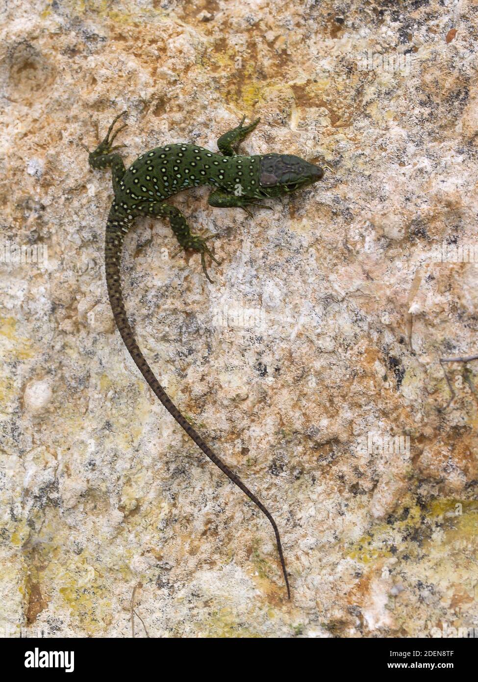 ocellated lizard, timon lepidus, lacerta lepida in spain Stock Photo ...