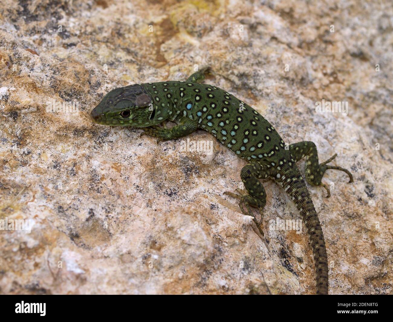 ocellated lizard, timon lepidus, lacerta lepida in spain Stock Photo ...
