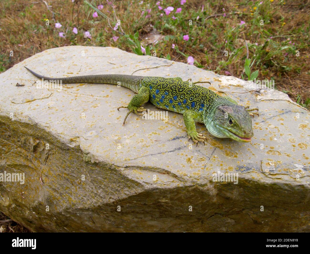 ocellated lizard, timon lepidus, lacerta lepida in spain Stock Photo ...