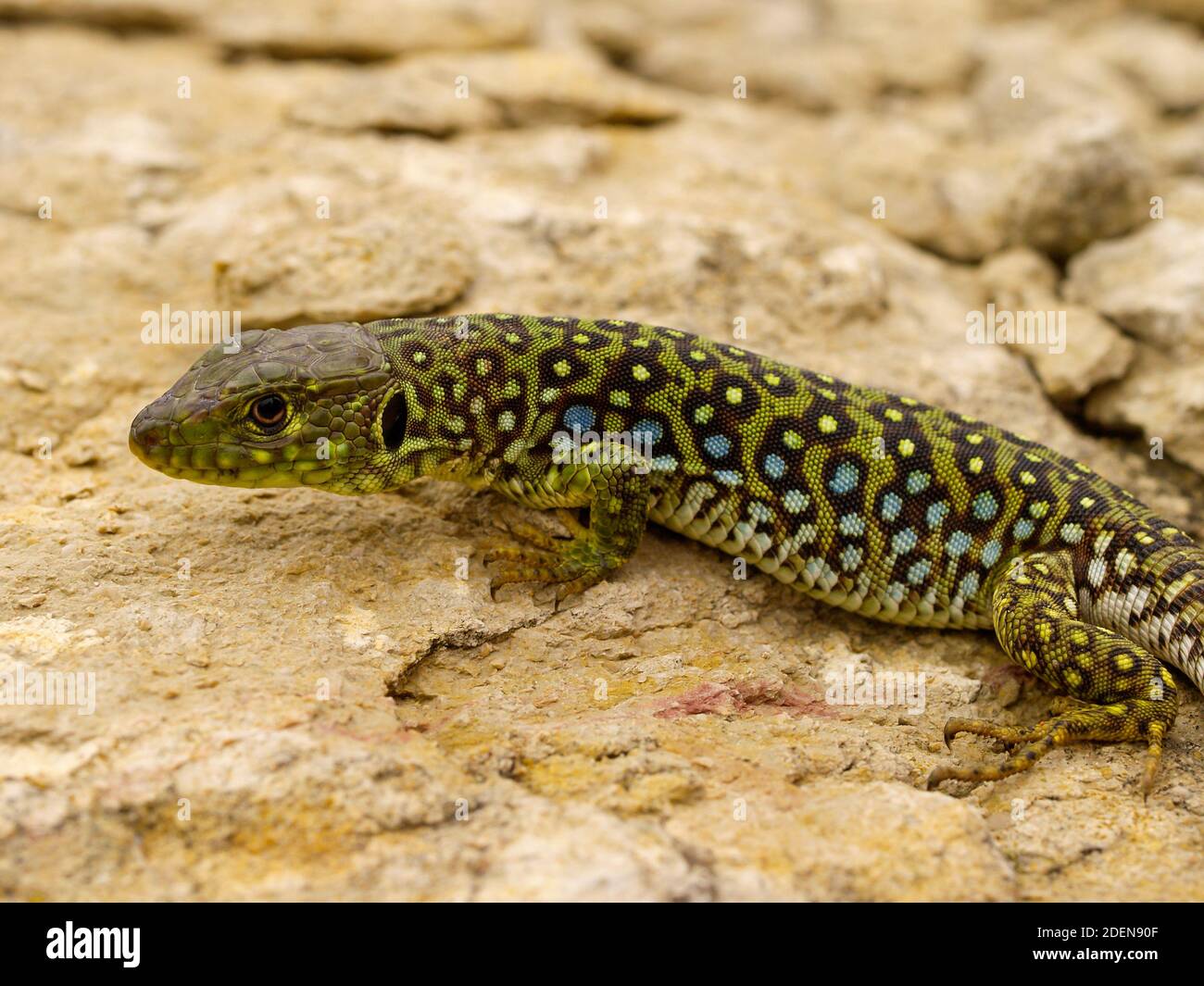 ocellated lizard, timon lepidus, lacerta lepida in spain Stock Photo ...