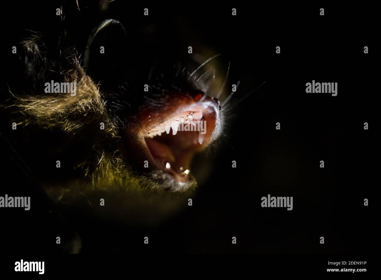 Insectivore teeth hi-res stock photography and images - Alamy