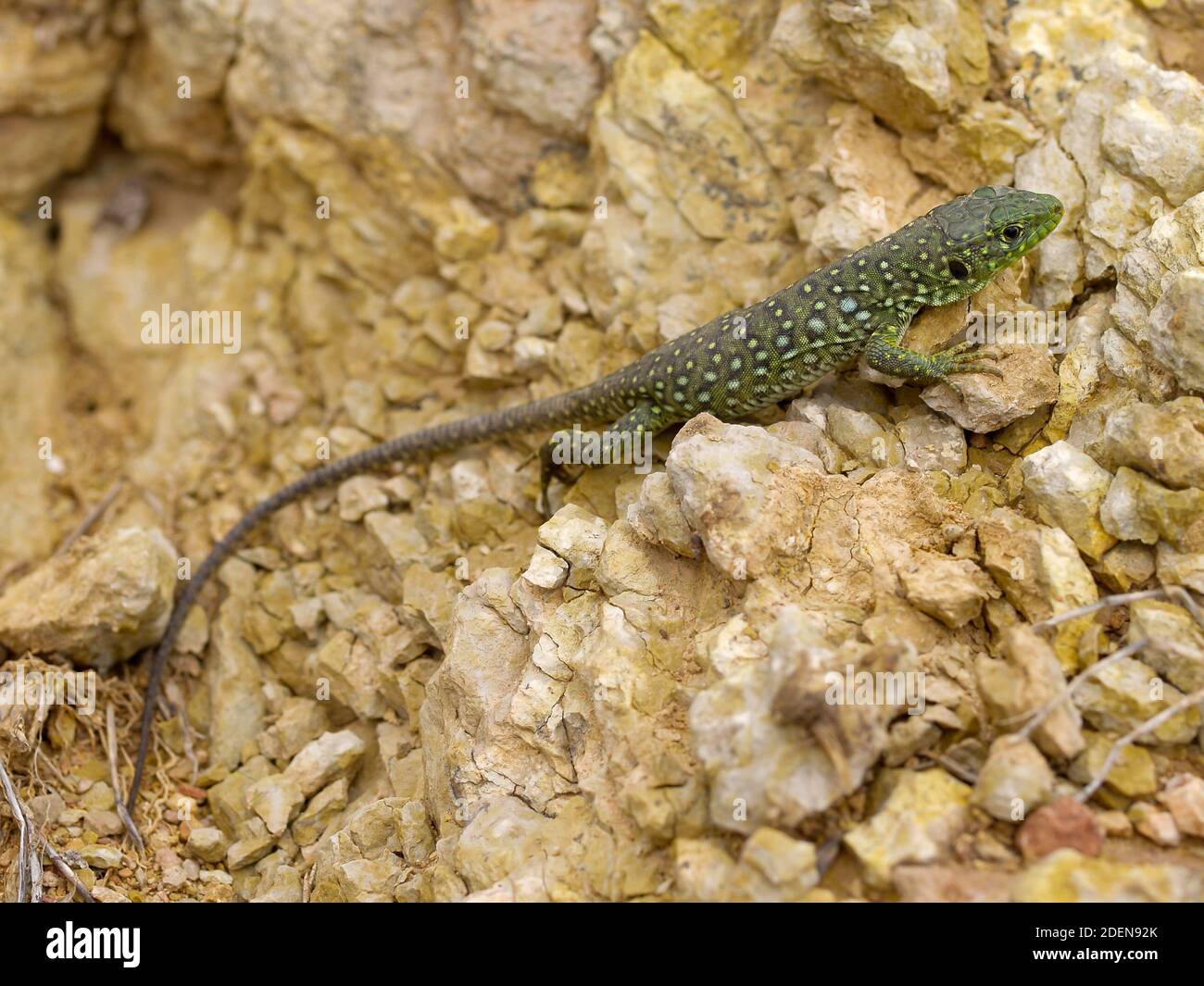 ocellated lizard, timon lepidus, lacerta lepida in spain Stock Photo ...