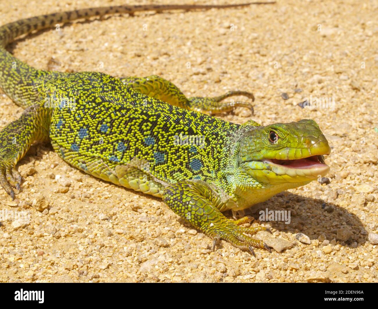 ocellated lizard, timon lepidus, lacerta lepida in spain Stock Photo ...