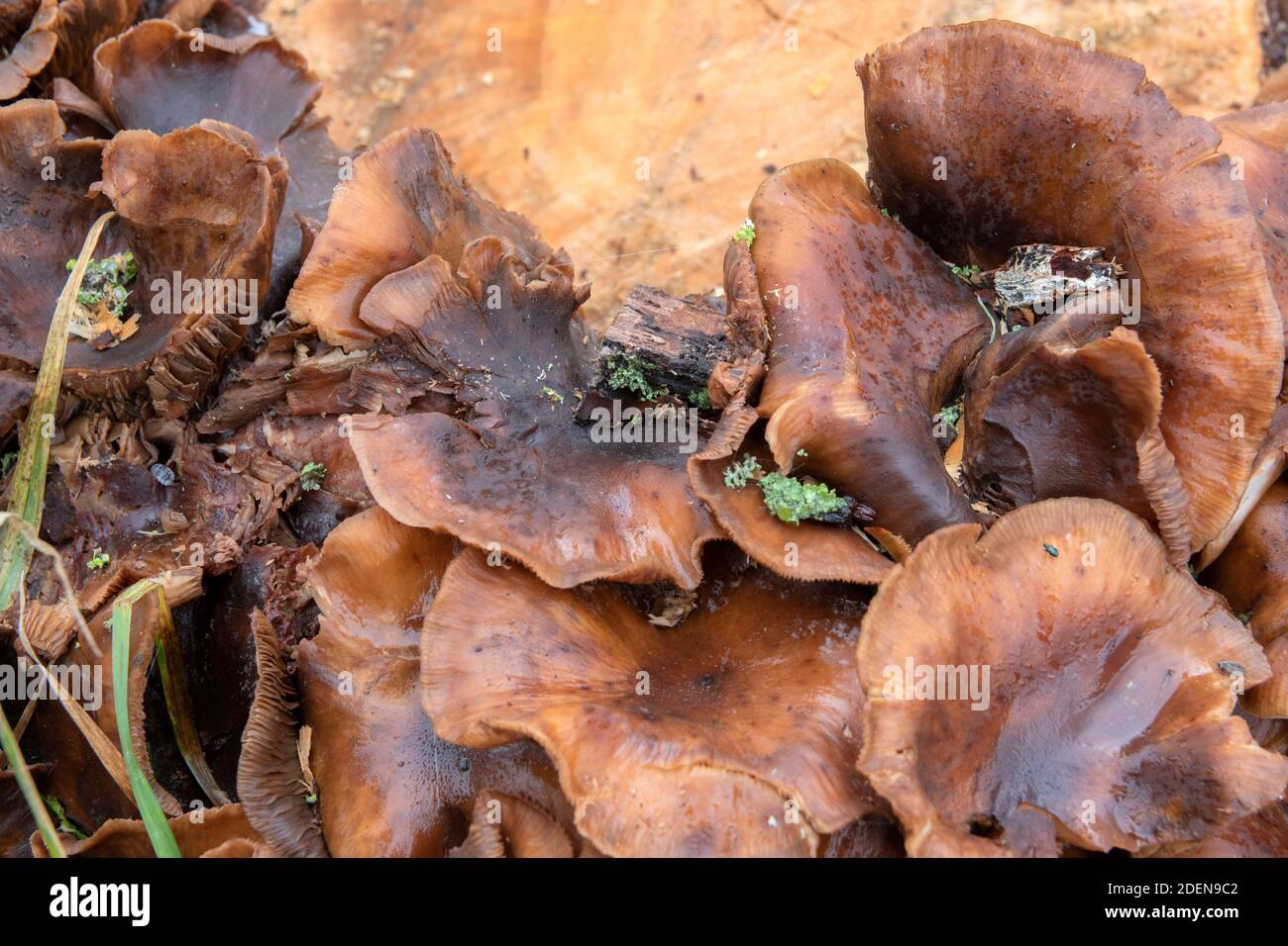 Trametes versicolor beautiful fungus hi-res stock photography and ...