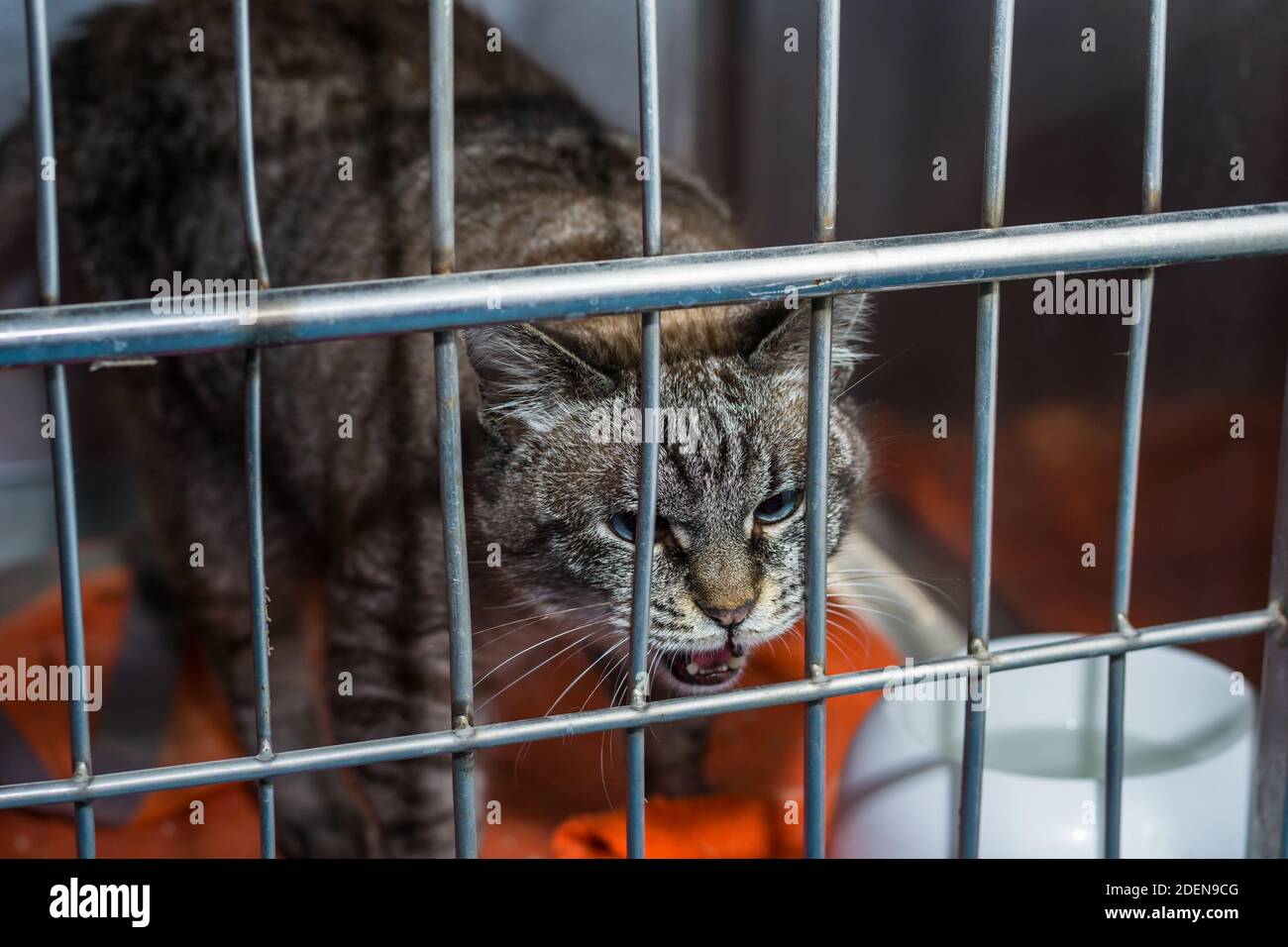 big cat at the veterinary clinic in metallic cage Stock Photo - Alamy