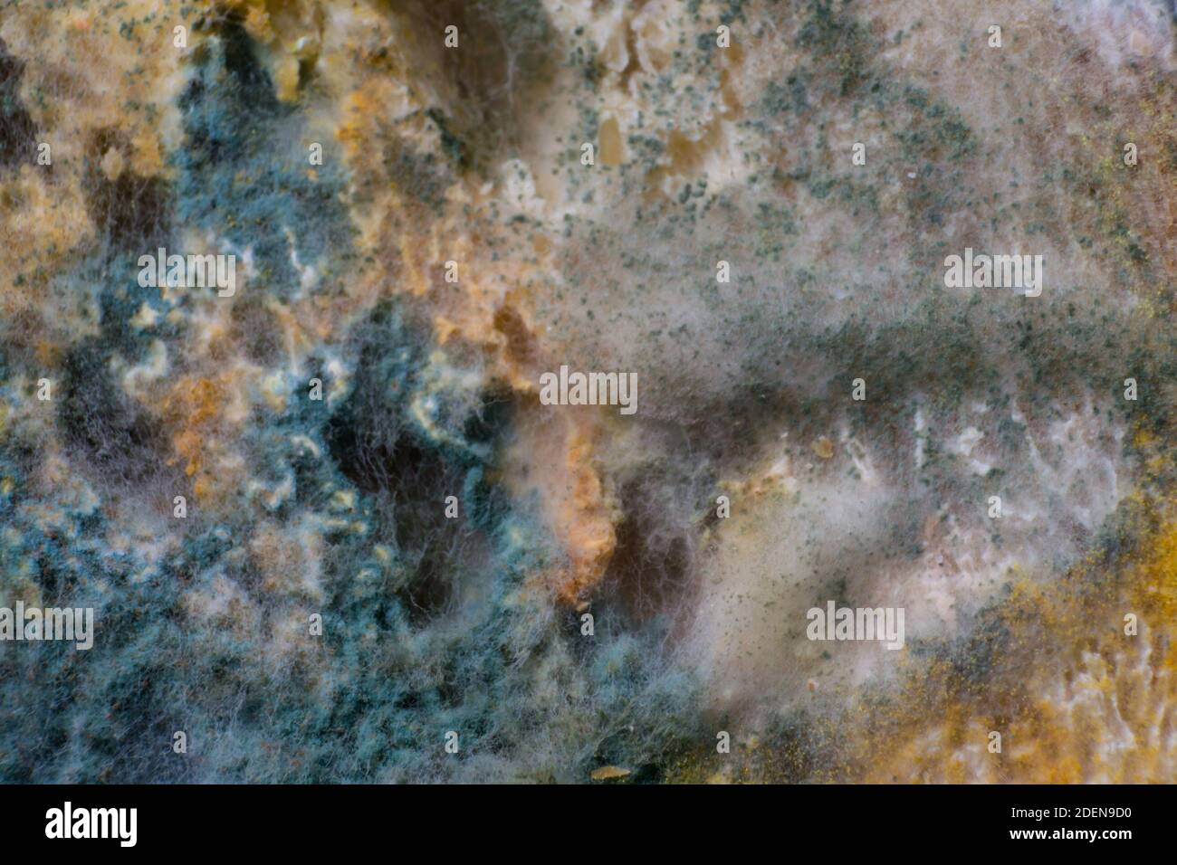 macro photo of mold fungus on the surface of a bread Stock Photo - Alamy