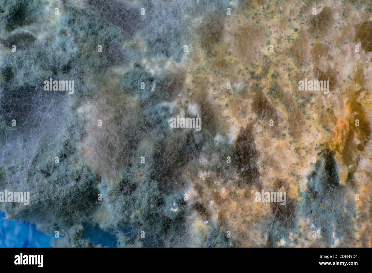 Rhizoid hi-res stock photography and images - Alamy