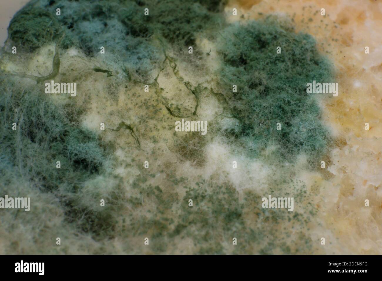macro photo of mold fungus on the surface of a bread Stock Photo - Alamy
