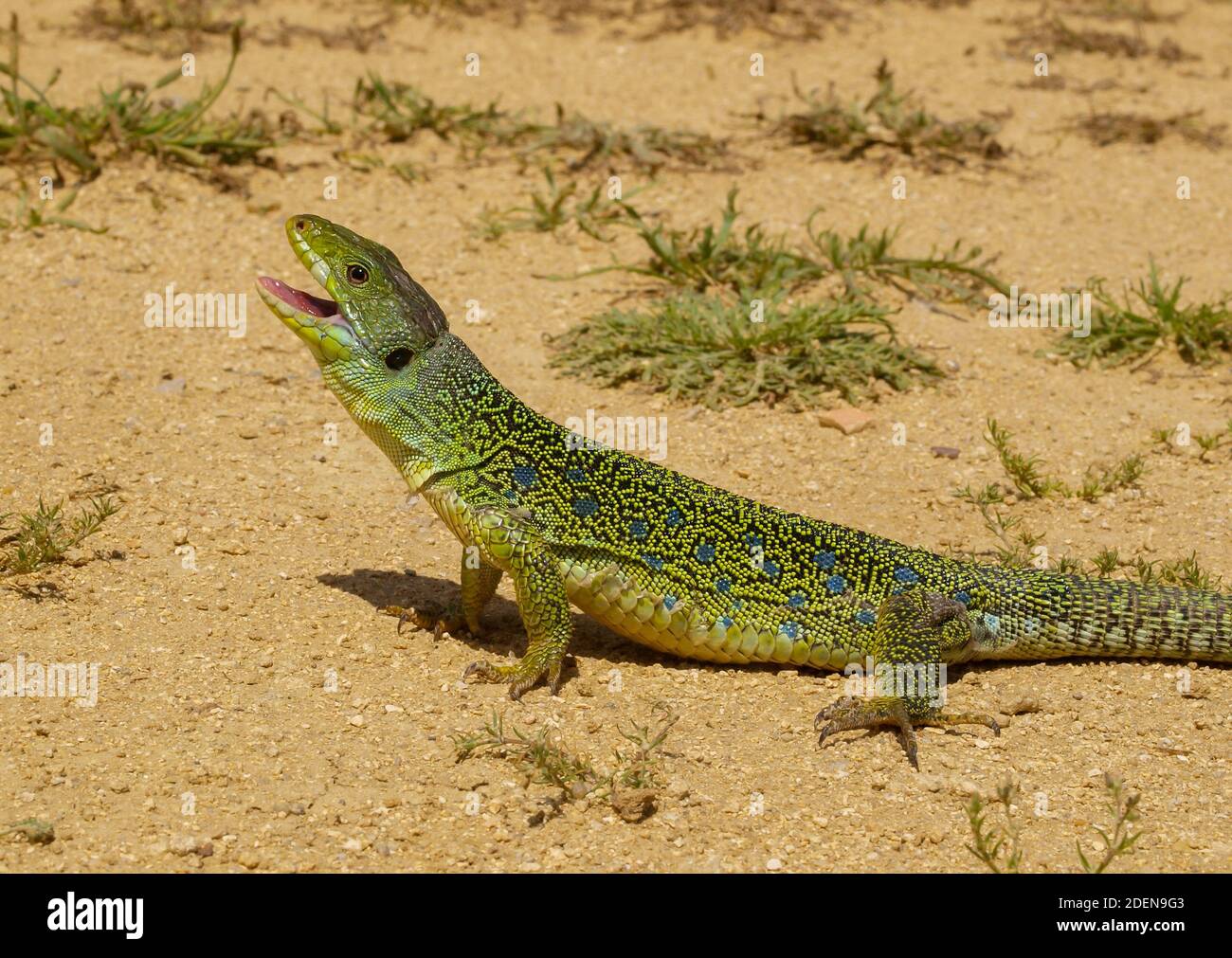 ocellated lizard, timon lepidus, lacerta lepida in spain Stock Photo ...
