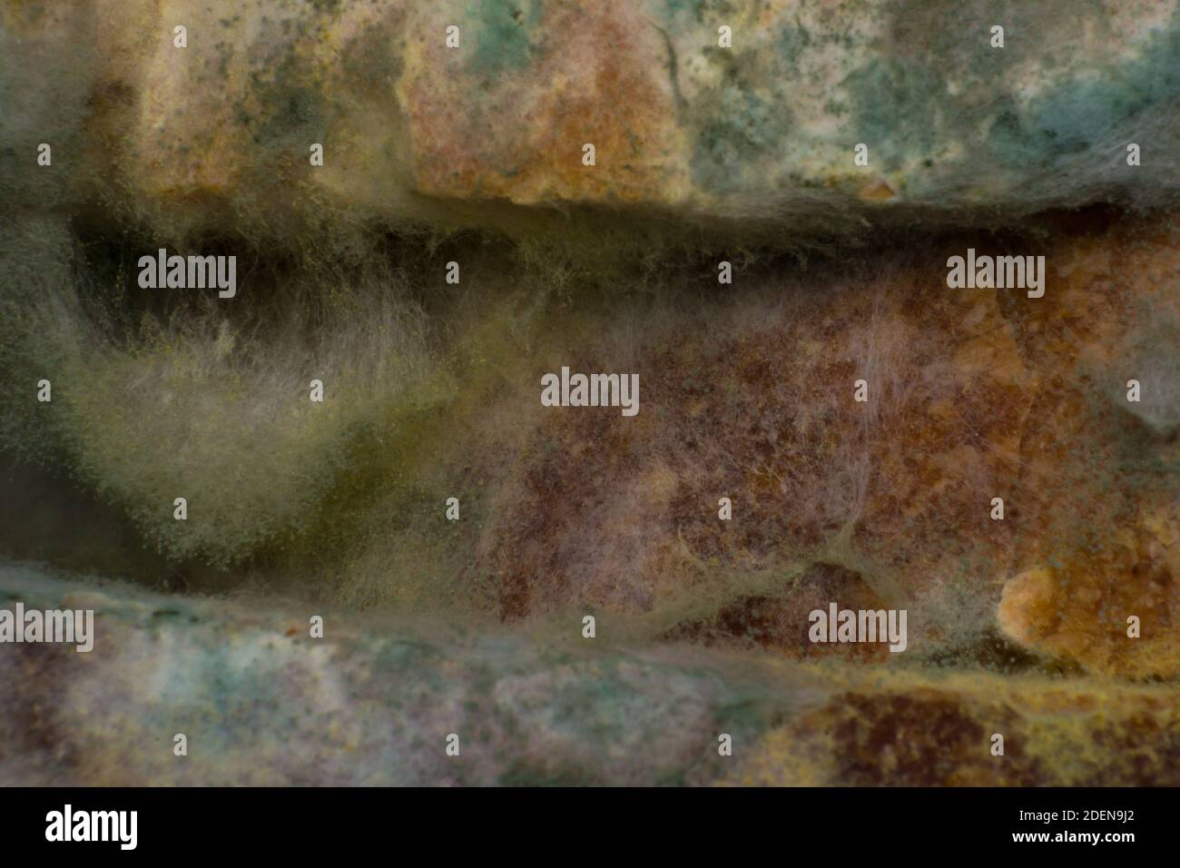 macro photo of mold fungus on the surface of a bread Stock Photo - Alamy