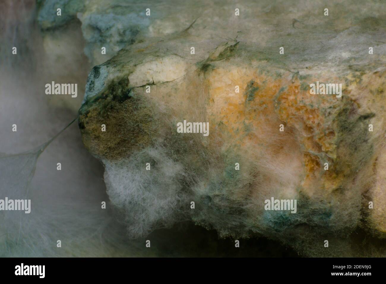 macro photo of mold fungus on the surface of a bread Stock Photo - Alamy