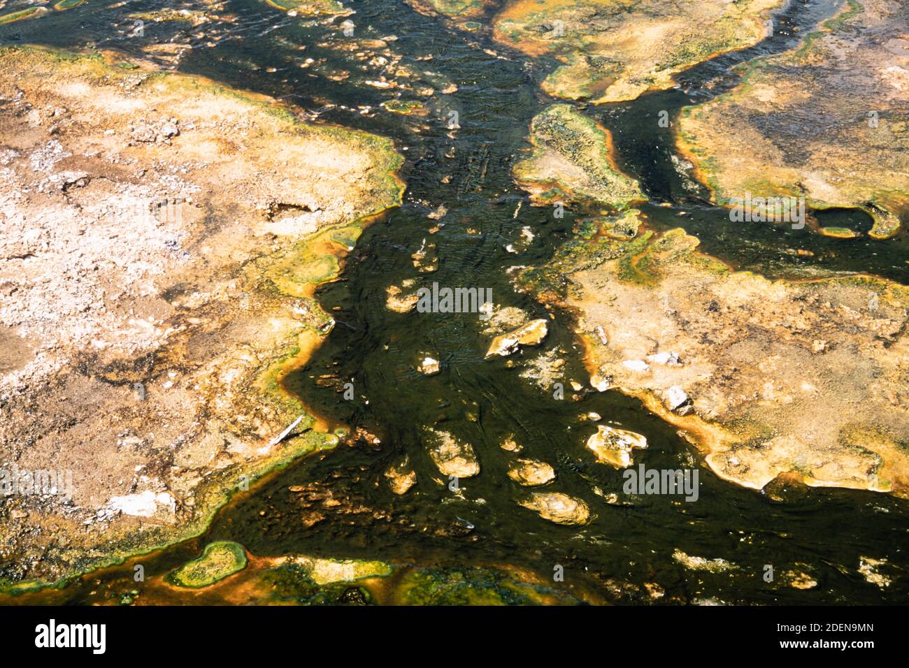 Colorful microbial mats made by thermophilic microbes in runoff water ...