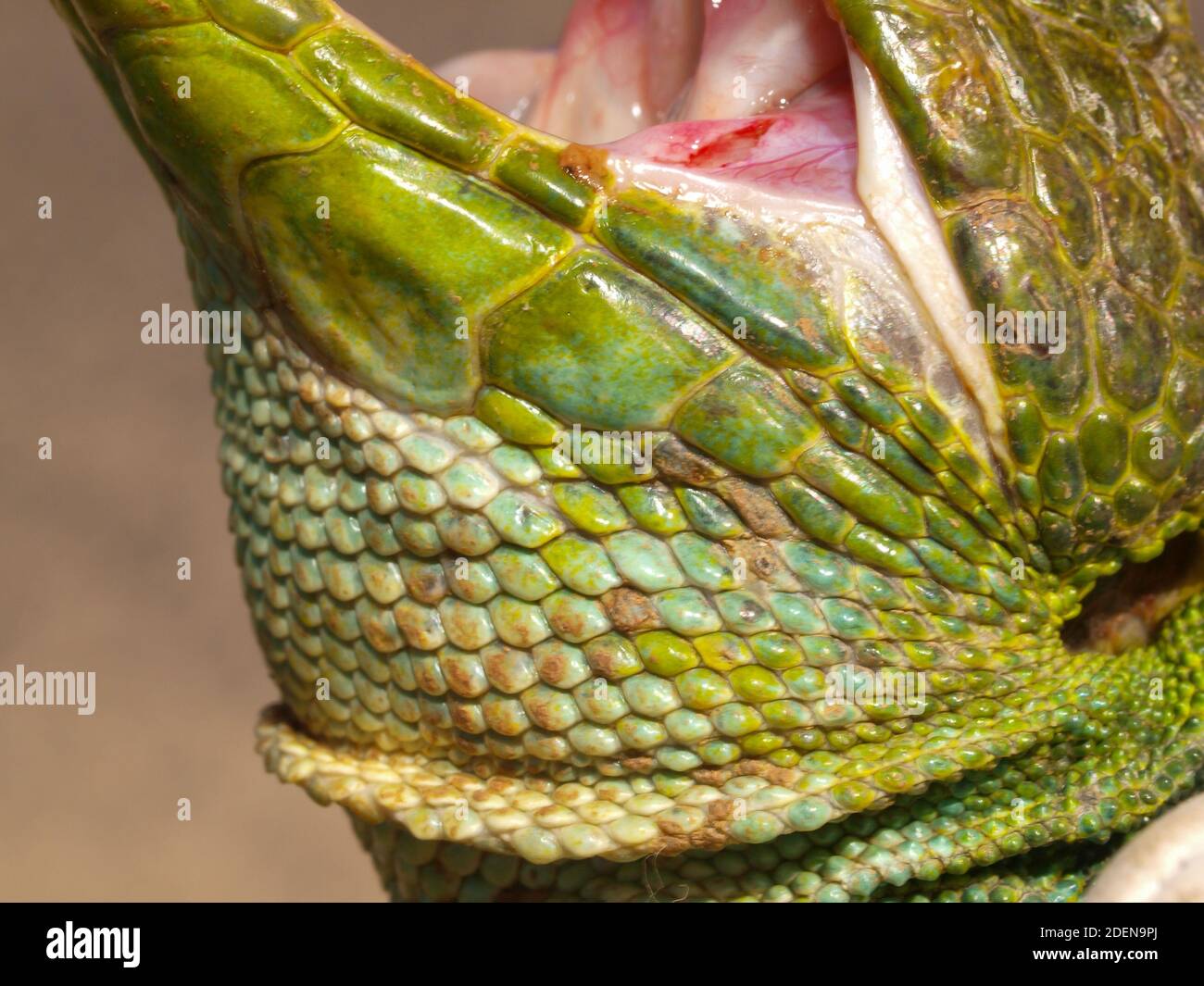 ocellated lizard, timon lepidus, lacerta lepida in spain Stock Photo ...