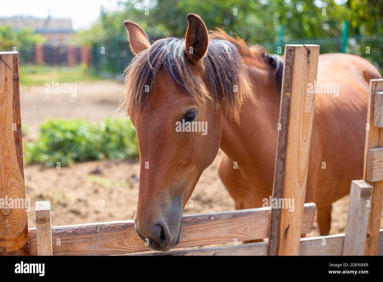 A young brown stallion behind a fence in the corral. A beautiful horse ...