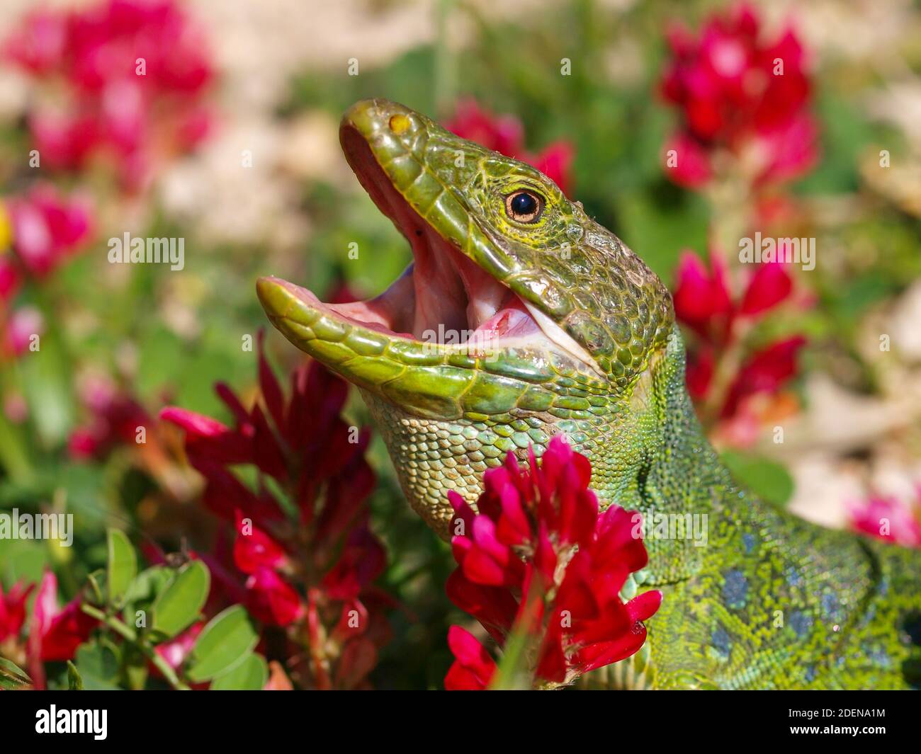 ocellated lizard, timon lepidus, lacerta lepida in spain Stock Photo ...