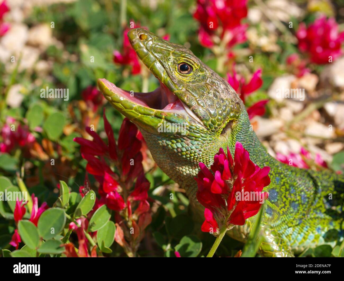 ocellated lizard, timon lepidus, lacerta lepida in spain Stock Photo ...