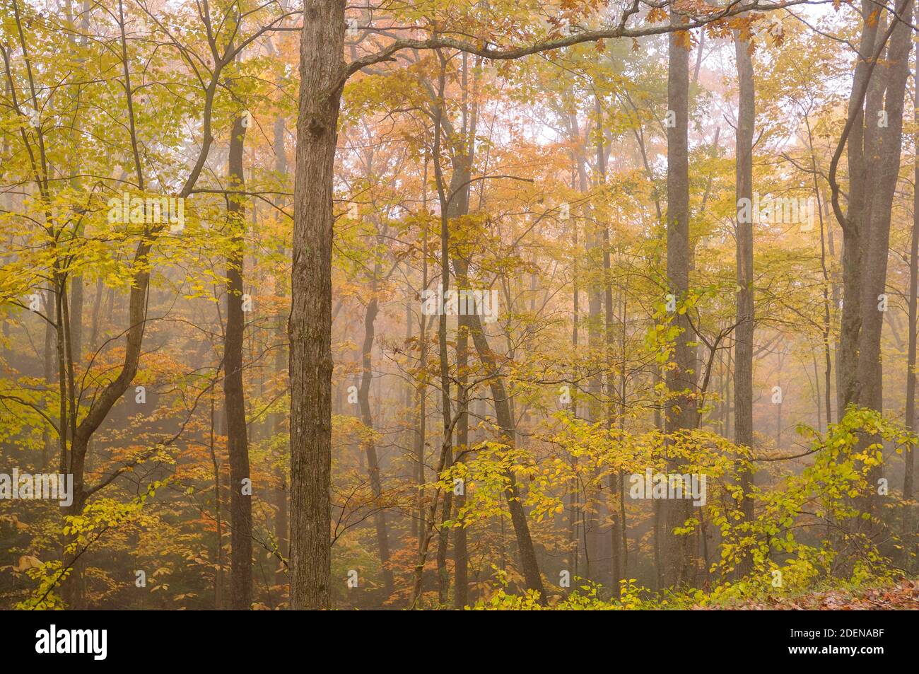North America, American, USA, East Coast, Appalachian Mountains ...