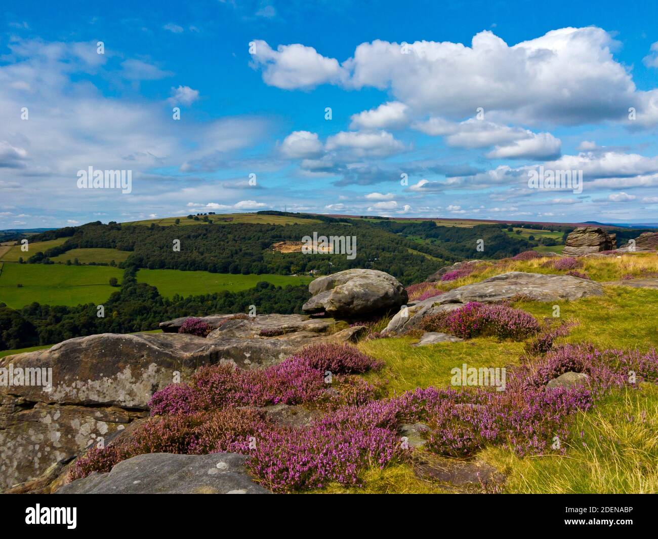 Late summer heather on Froggatt Edge a gritstone escarpment in the Dark ...