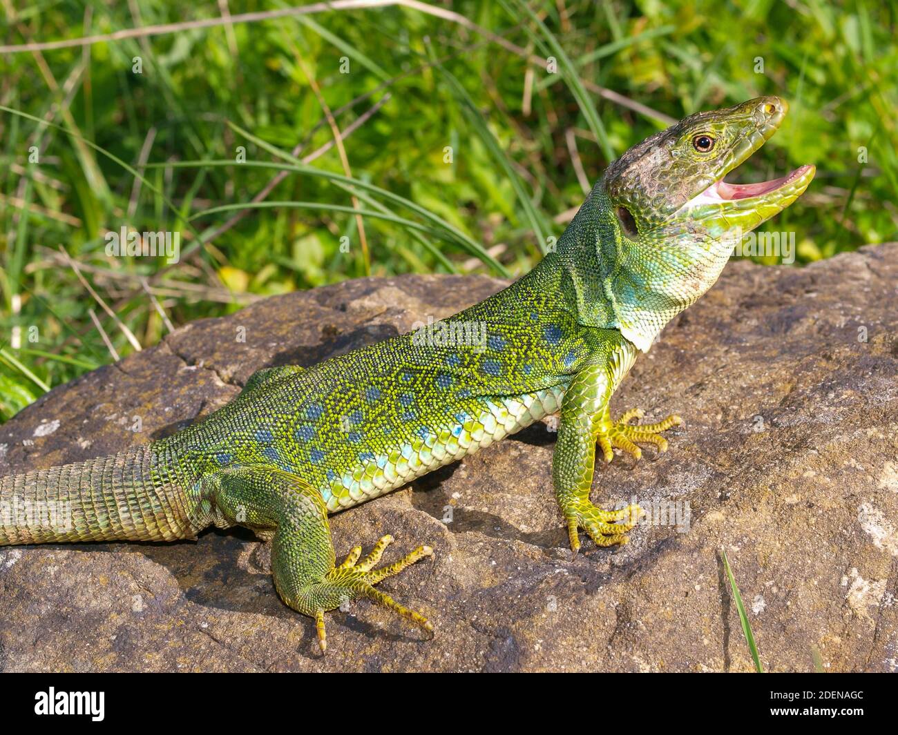 ocellated lizard, timon lepidus, lacerta lepida in spain Stock Photo ...