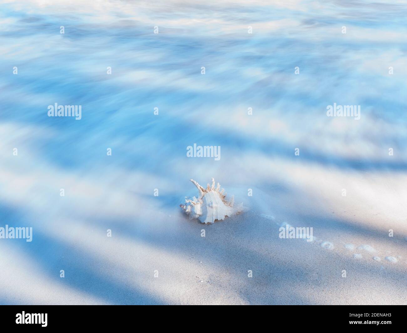 Conch shell in water hi-res stock photography and images - Alamy