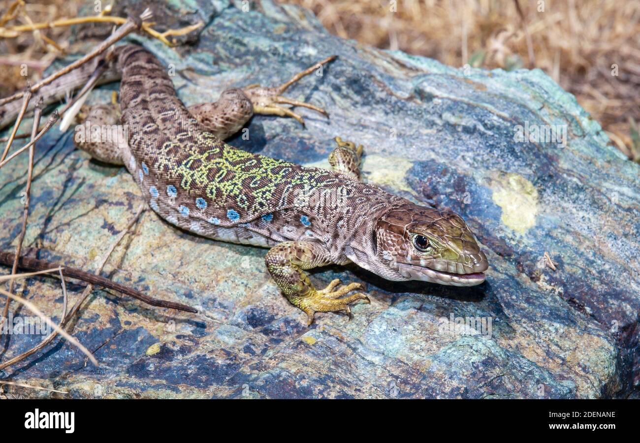 ocellated lizard, timon lepidus, lacerta lepida in spain Stock Photo ...
