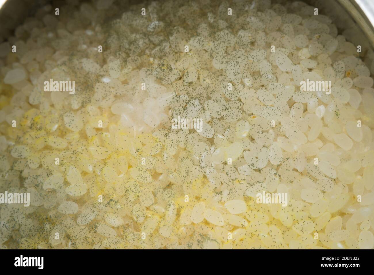 close-up photo of rice with fungus Stock Photo - Alamy