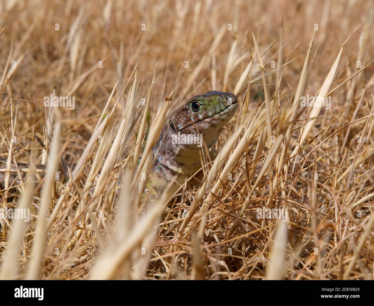 ocellated lizard, timon lepidus, lacerta lepida in spain Stock Photo ...