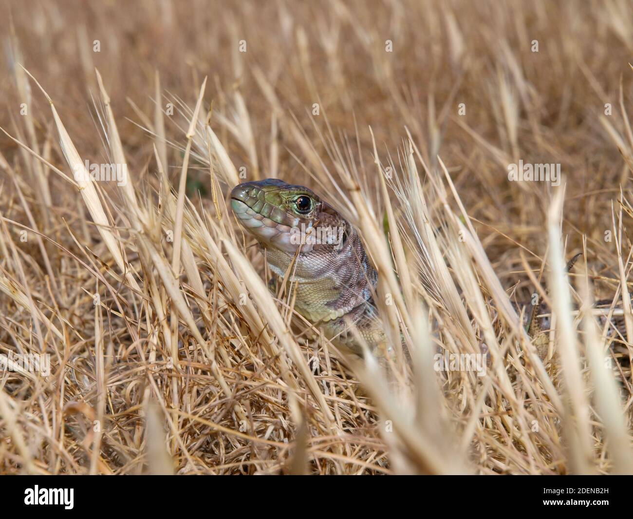 ocellated lizard, timon lepidus, lacerta lepida in spain Stock Photo ...