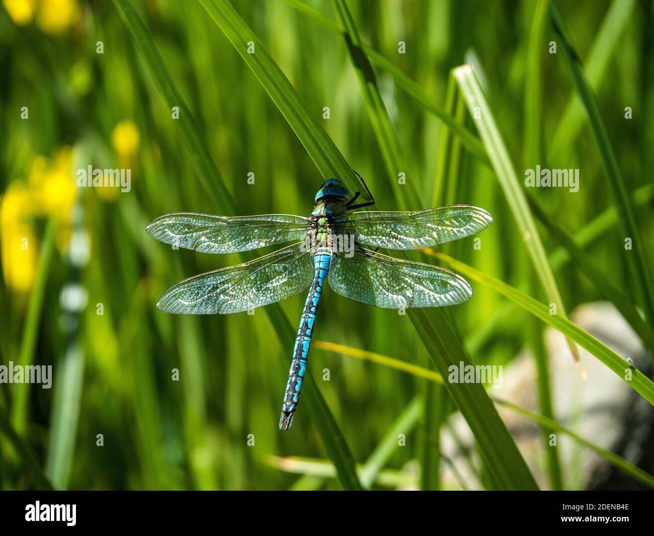 Tiere nature hi-res stock photography and images - Alamy