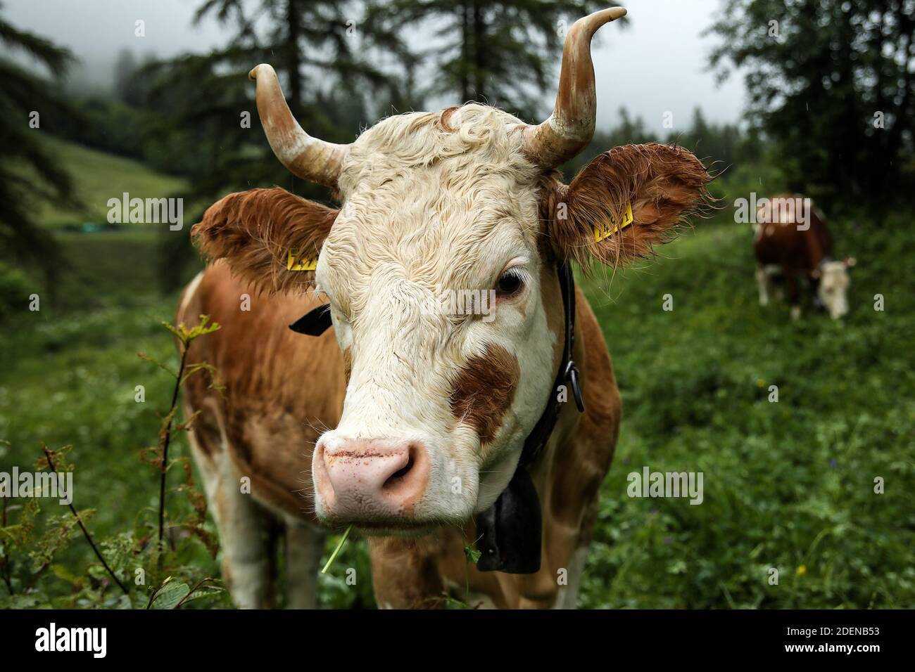Kuh kuehe vache hi-res stock photography and images - Alamy