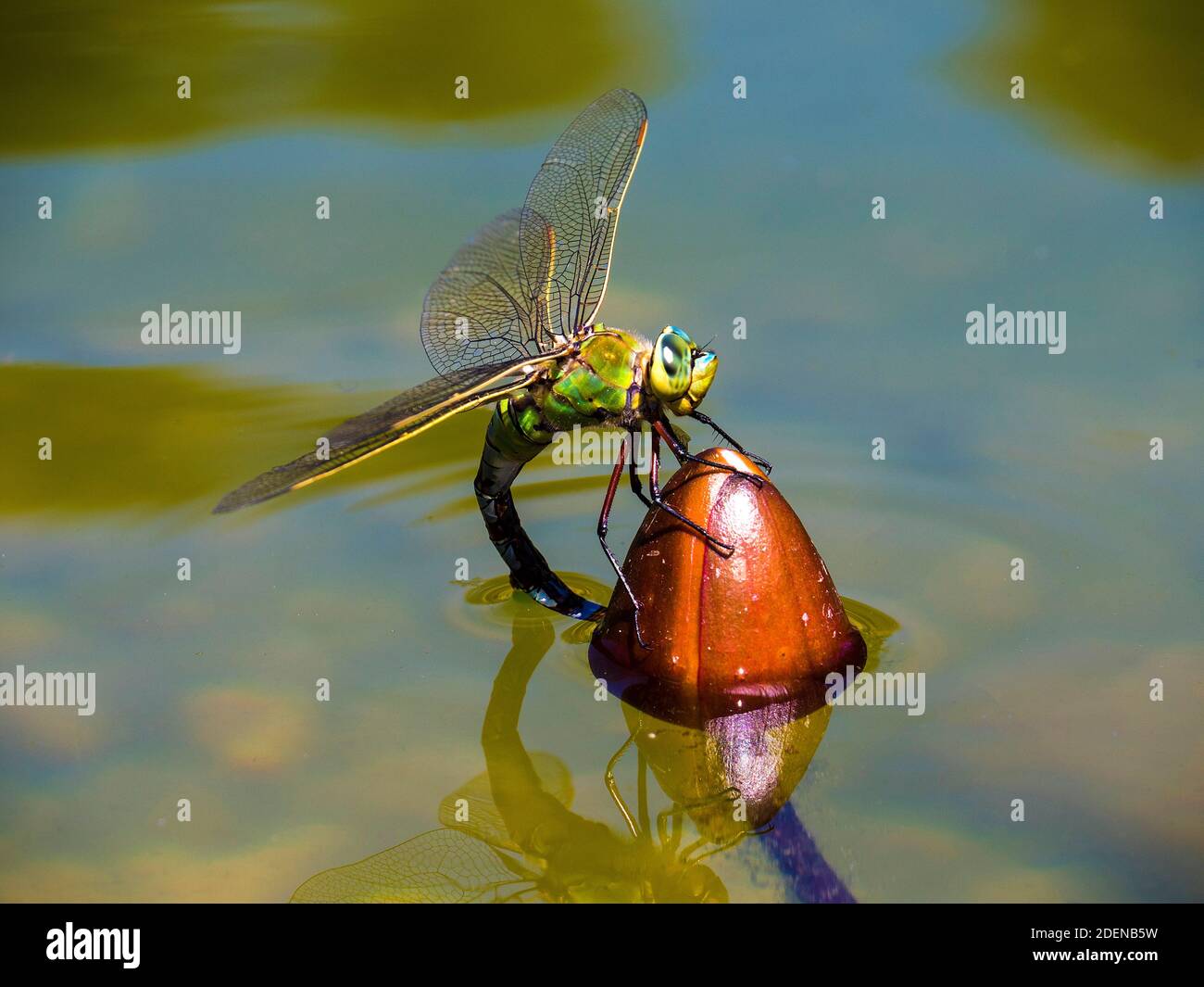 Tiere natur hi-res stock photography and images - Alamy