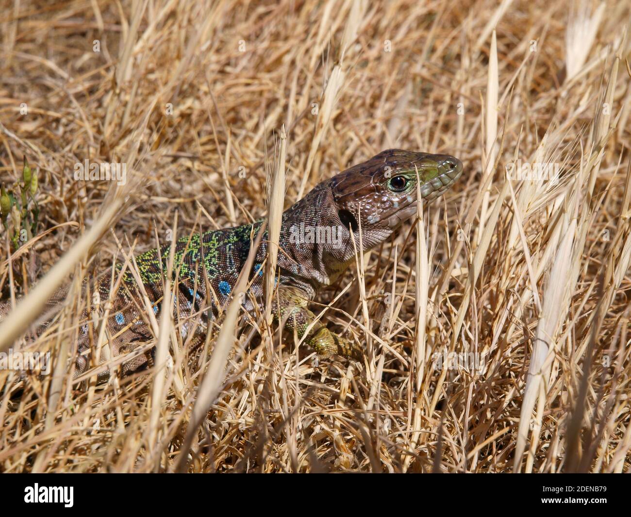 ocellated lizard, timon lepidus, lacerta lepida in spain Stock Photo ...