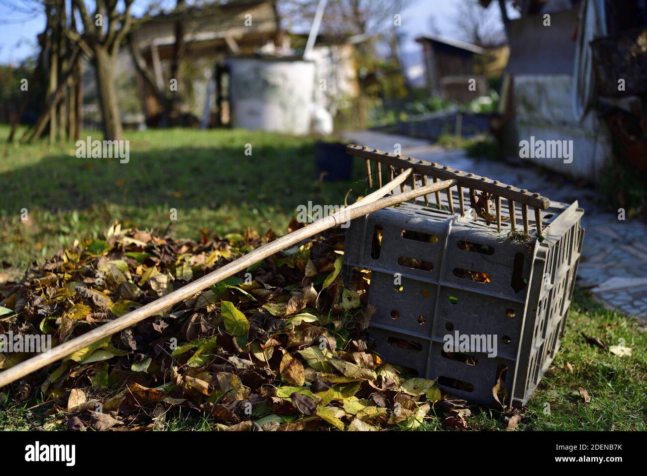 A stack of accumulated yellow fallen leaves and rakes Stock Photo - Alamy