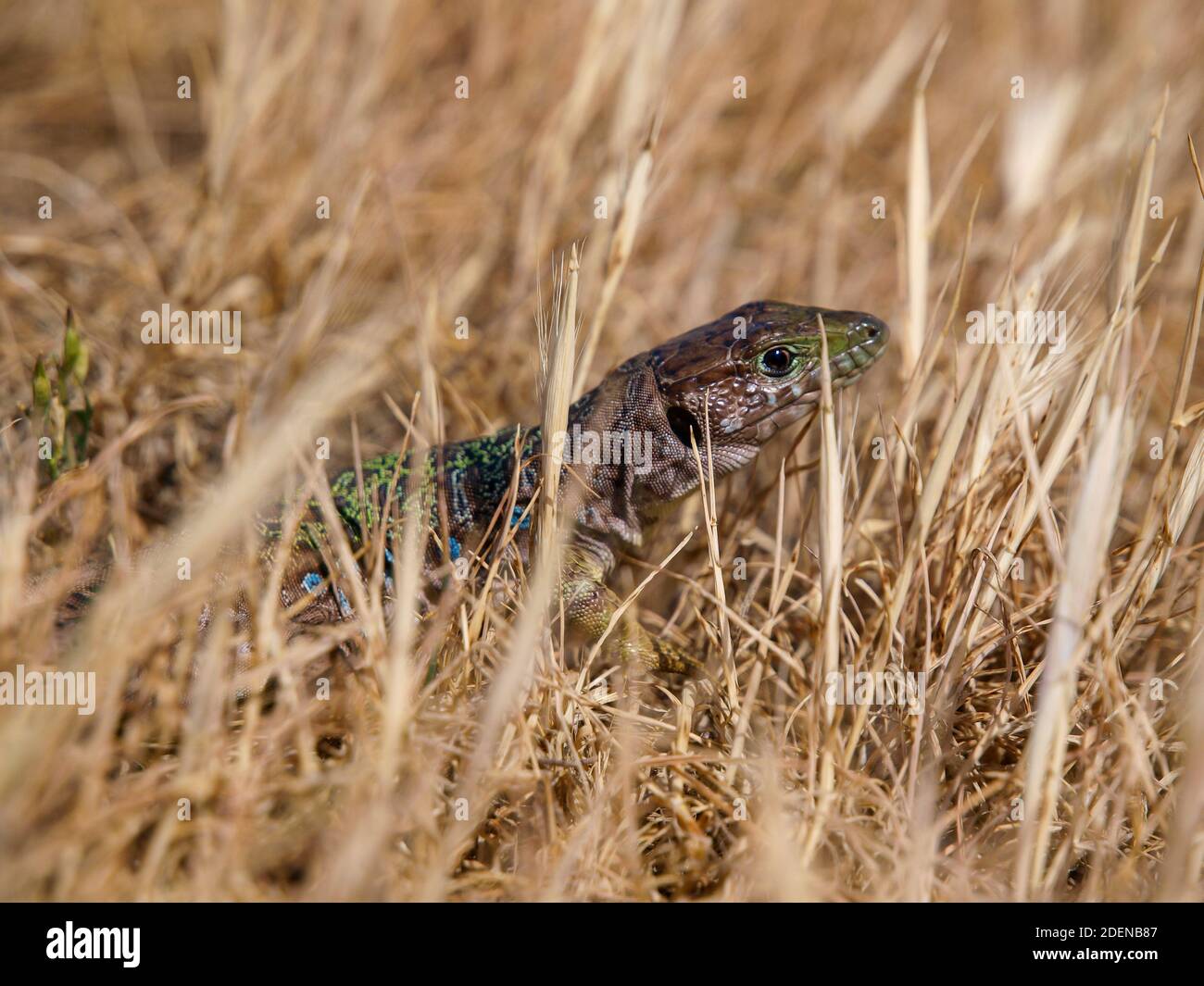 ocellated lizard, timon lepidus, lacerta lepida in spain Stock Photo ...