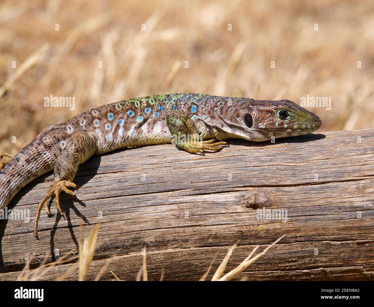 ocellated lizard, timon lepidus, lacerta lepida in spain Stock Photo ...