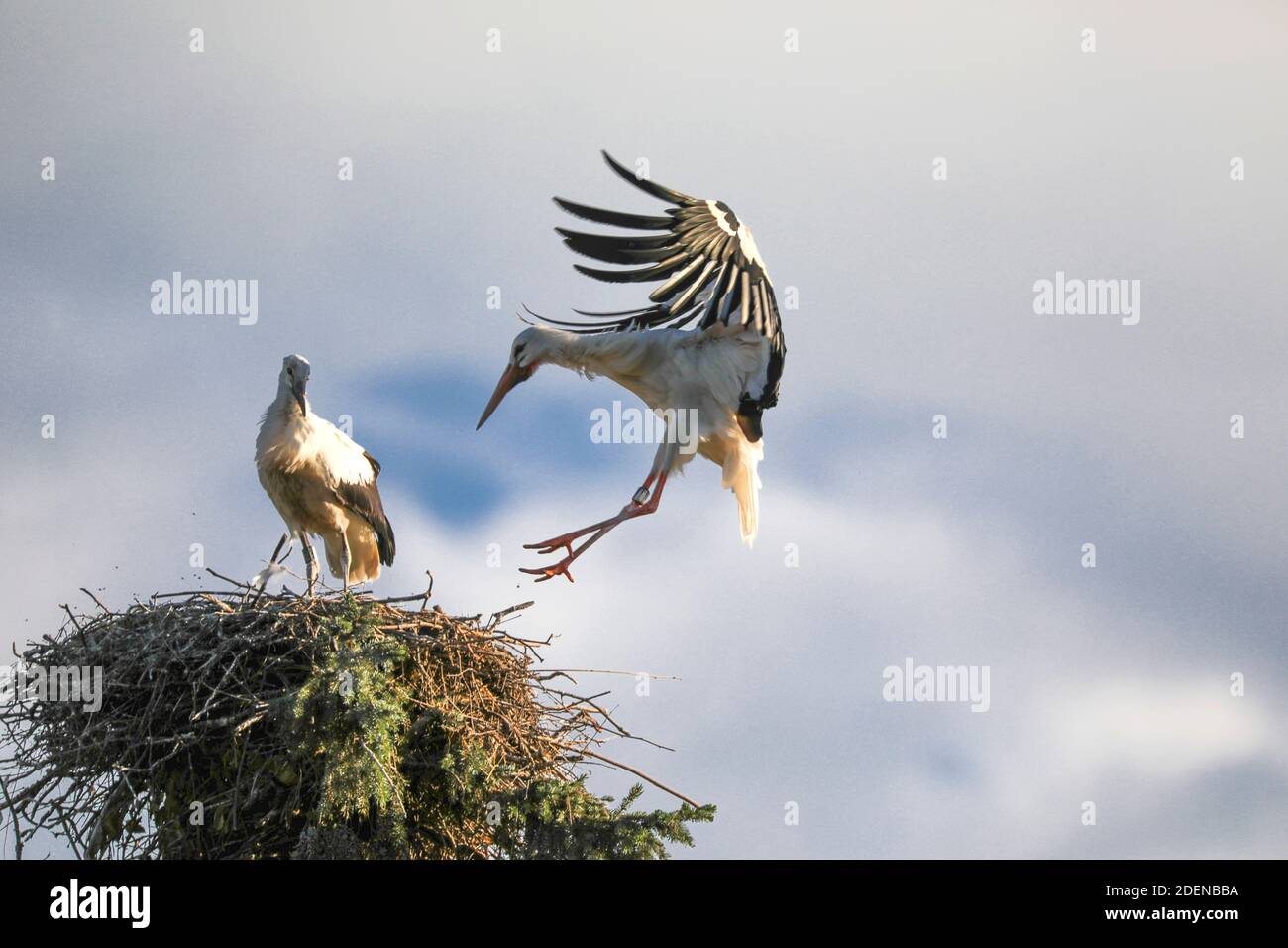 Störche in Uznach Stock Photo - Alamy