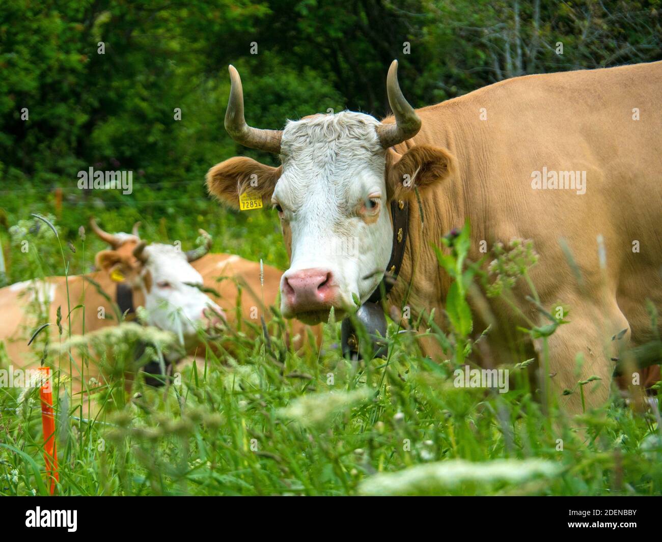 Kuh kuehe vache hi-res stock photography and images - Alamy