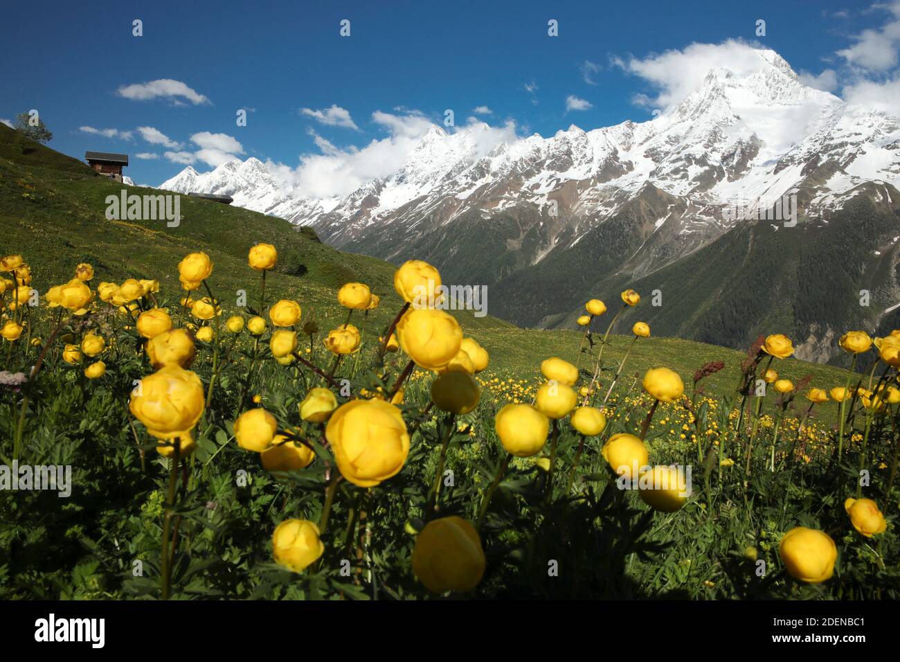 Alpenblumen hi-res stock photography and images - Alamy