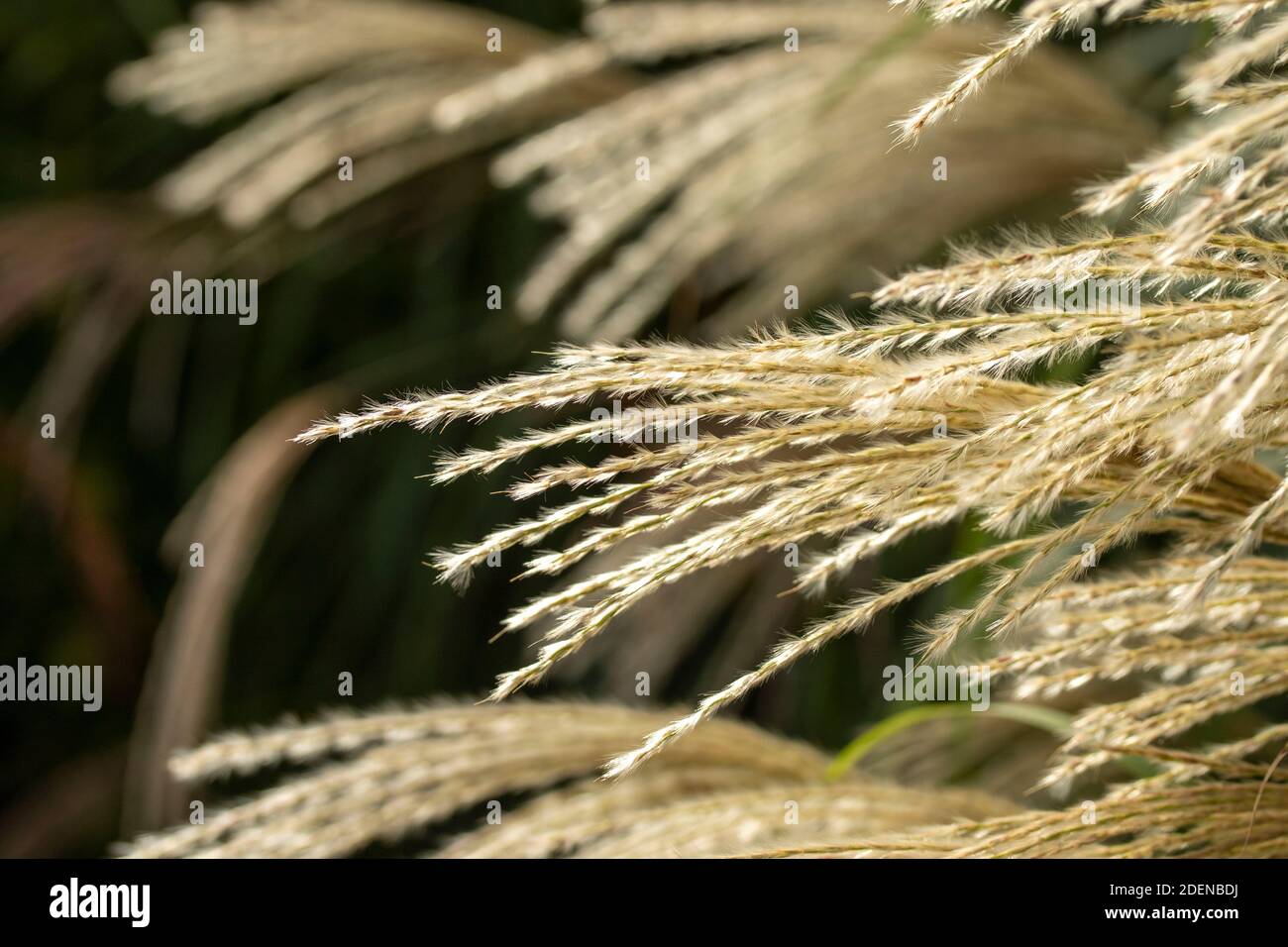 Ornamental grasses as an ornamental and design element in the landscape ...
