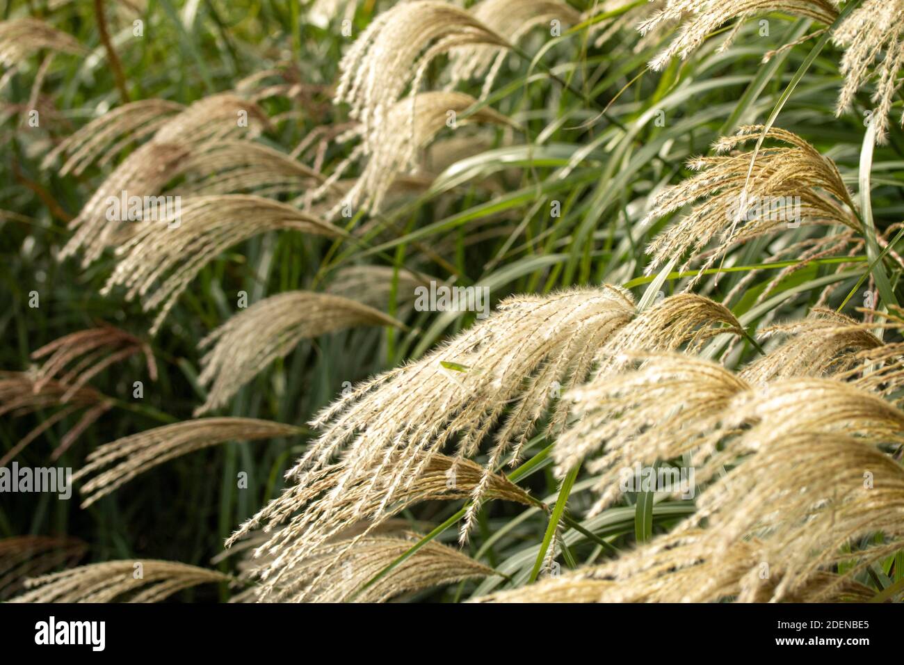 Ornamental grasses as an ornamental and design element in the landscape ...