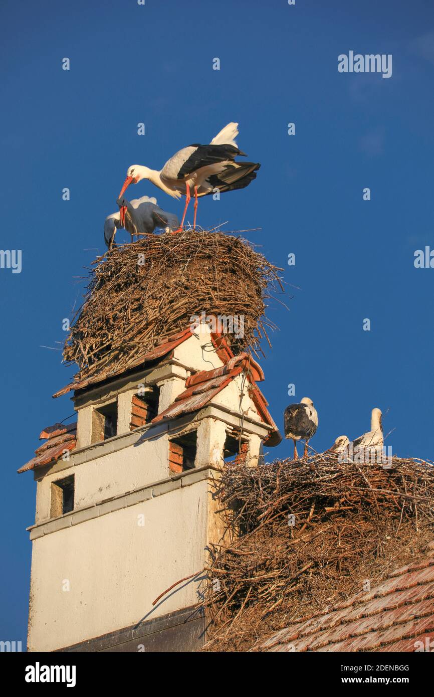 Störche in Uznach Stock Photo - Alamy