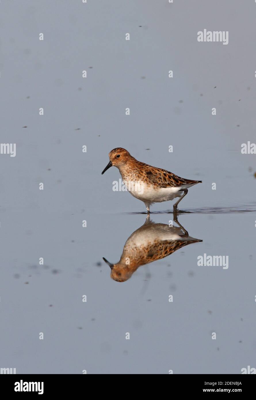 Midge lake hi-res stock photography and images - Alamy