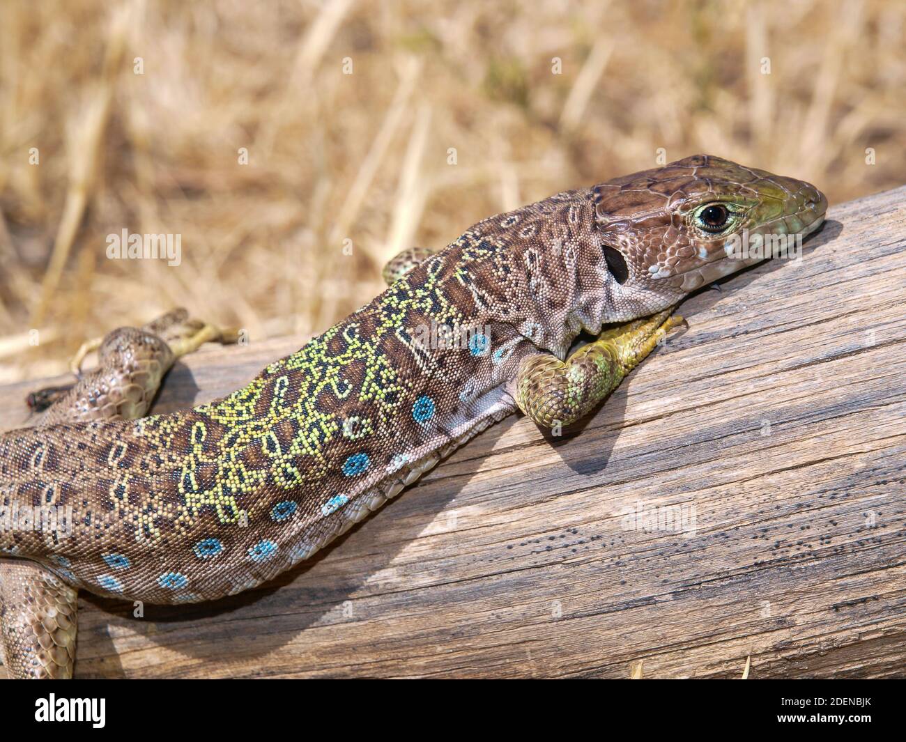 ocellated lizard, timon lepidus, lacerta lepida in spain Stock Photo ...