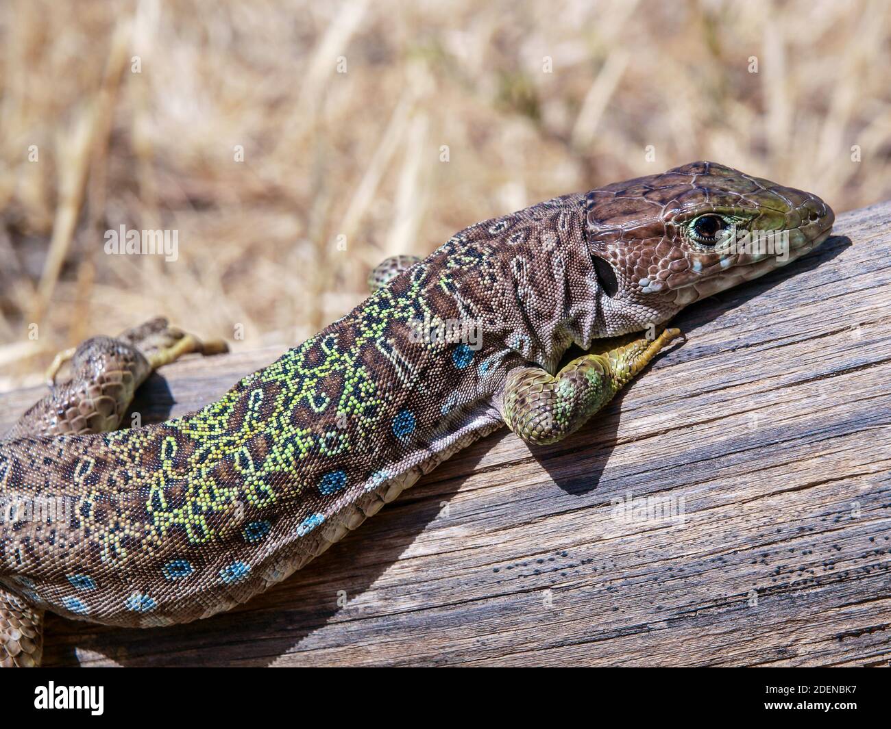 ocellated lizard, timon lepidus, lacerta lepida in spain Stock Photo ...
