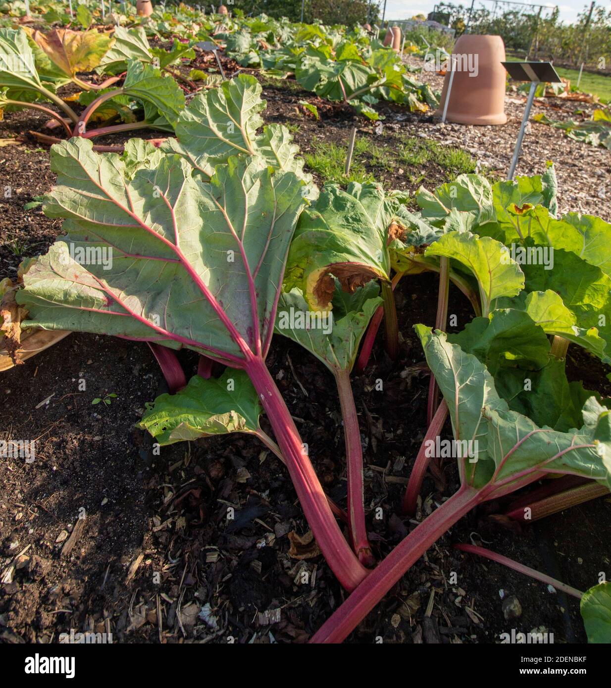 Wakefield rhubarb triangle hi-res stock photography and images - Alamy
