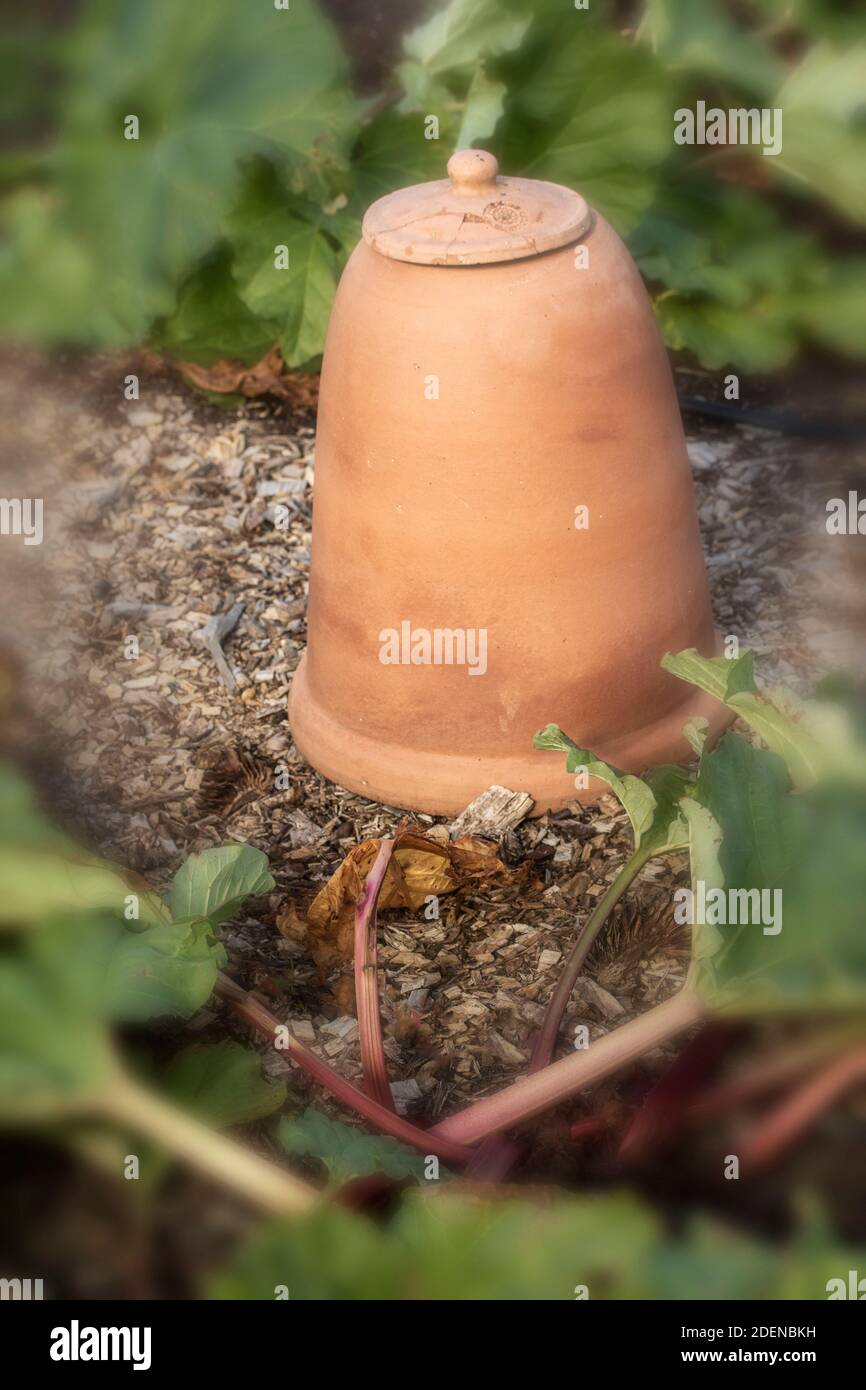 Rhubarb Triangle High Resolution Stock Photography and Images - Alamy