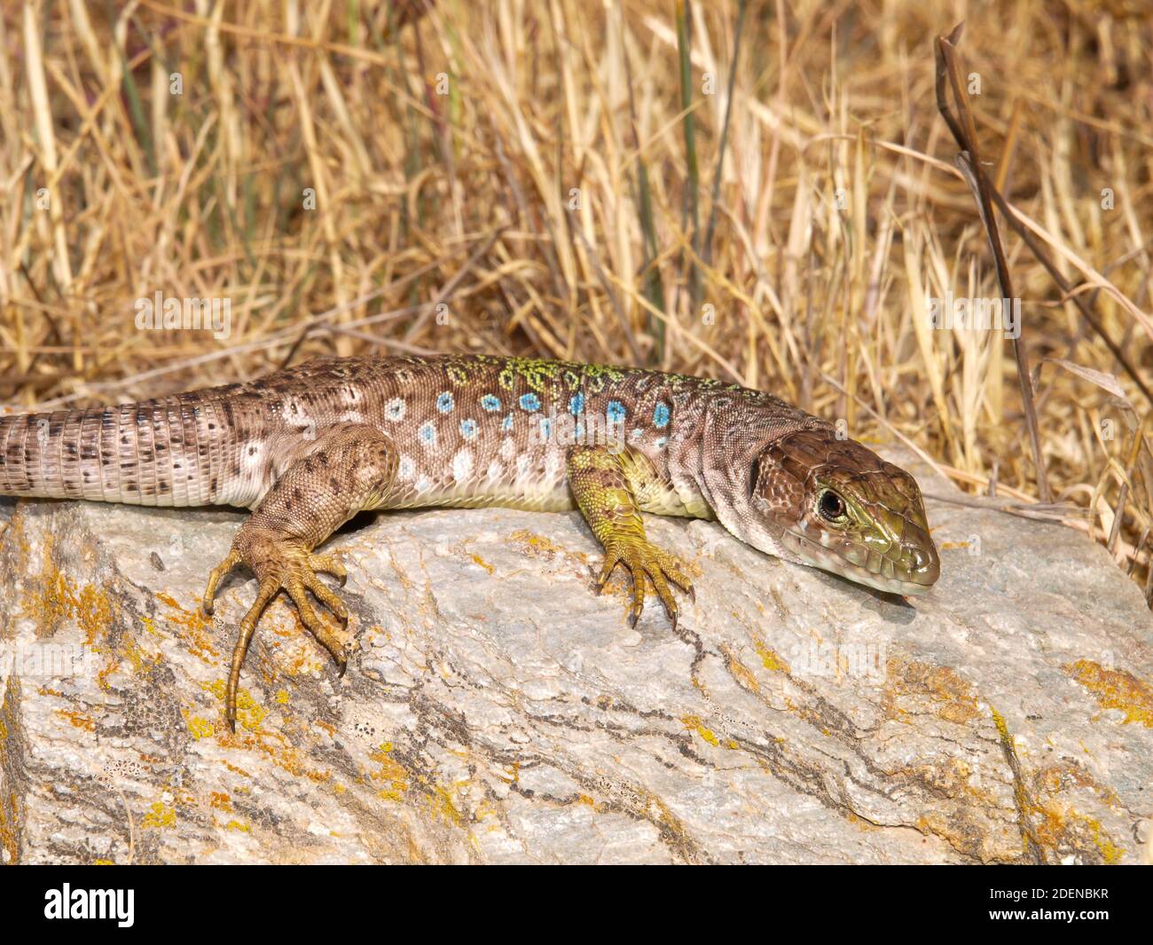 ocellated lizard, timon lepidus, lacerta lepida in spain Stock Photo ...