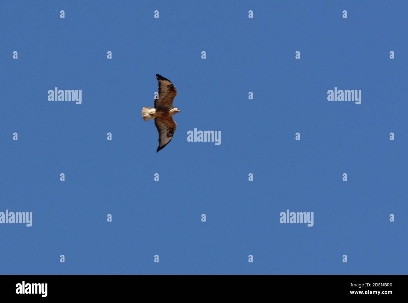Buzzard flying in the desert hi-res stock photography and images - Alamy