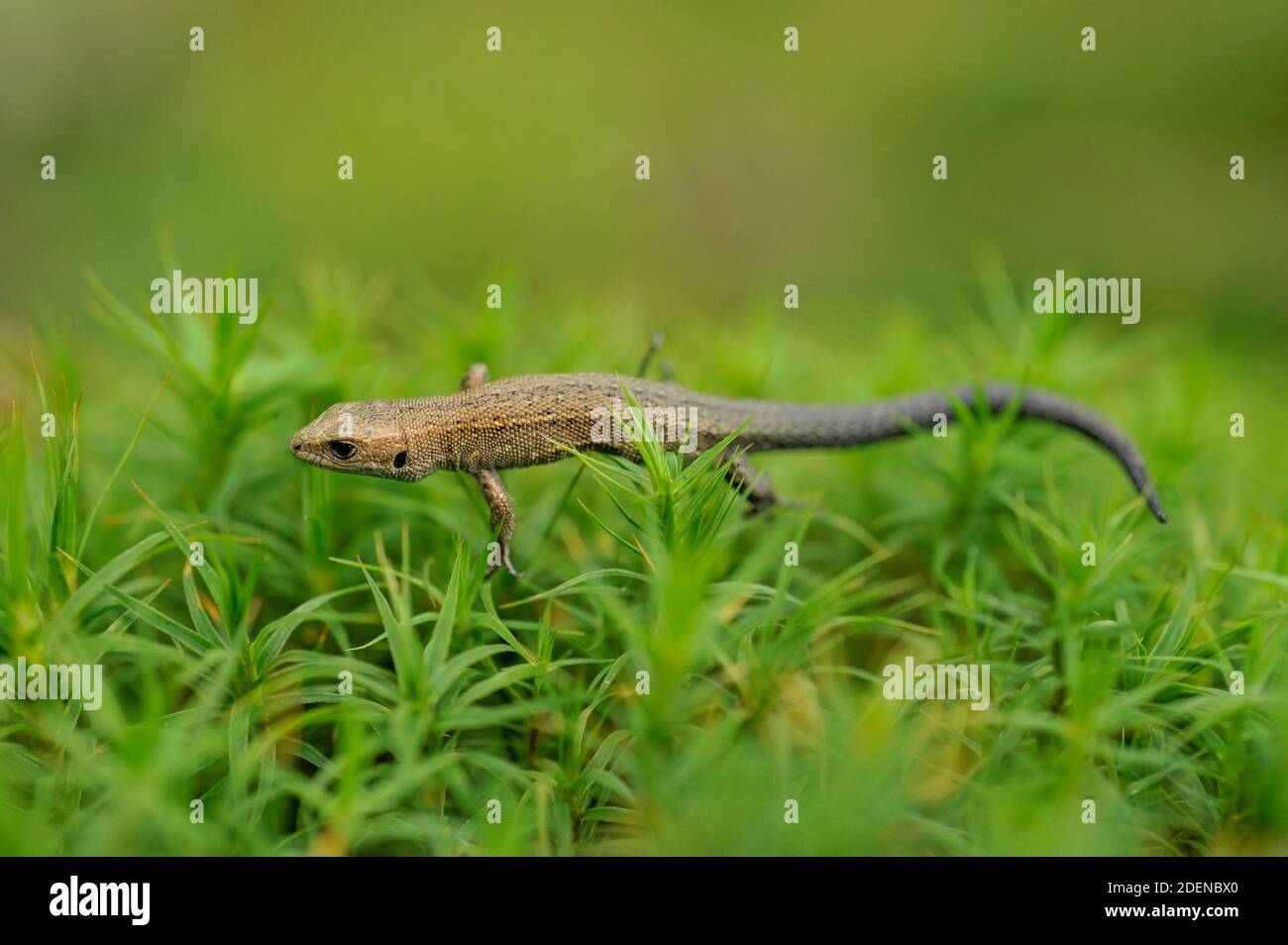 common lizard, zootoca vivipara, lacerta vivipara Stock Photo - Alamy
