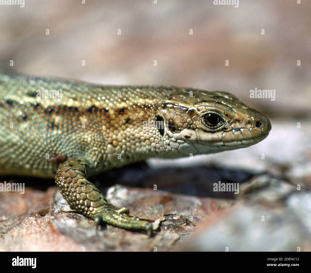 common lizard, zootoca vivipara, lacerta vivipara Stock Photo - Alamy